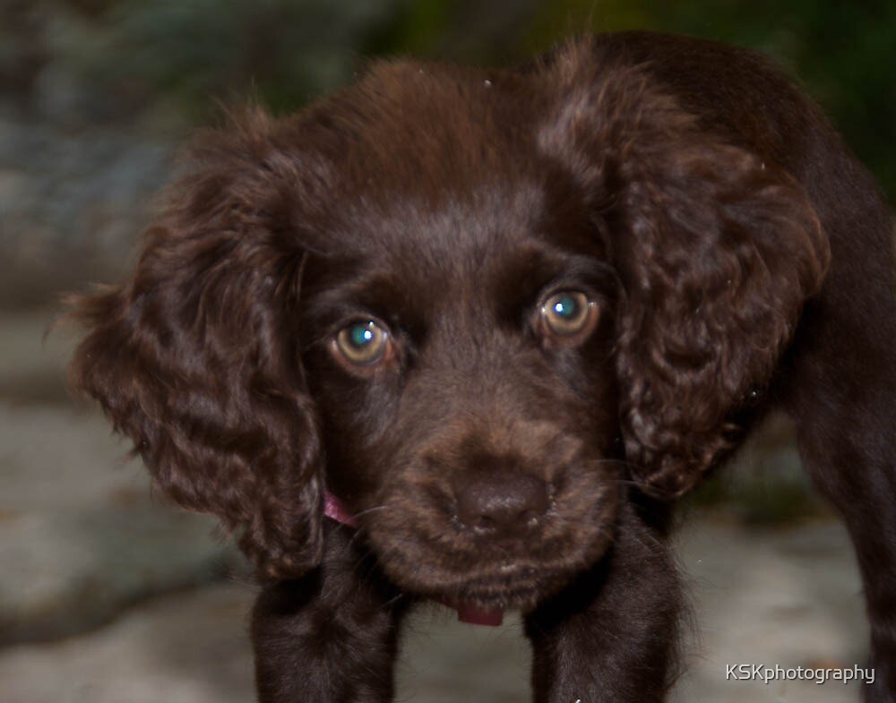 "Boykin Spaniel - Daisy " by KSKphotography | Redbubble