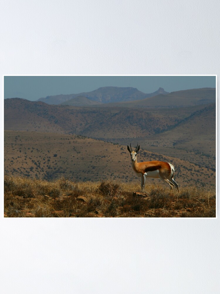 "Springbok Landscape" Poster by naturalnomad | Redbubble