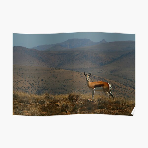 "Springbok Landscape" Poster by naturalnomad | Redbubble