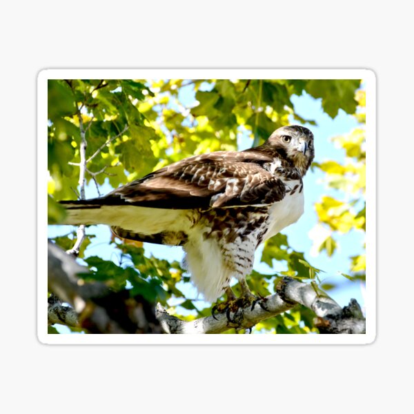 "Colorado Red Tailed Hawk" Sticker by Scubagirlamy | Redbubble