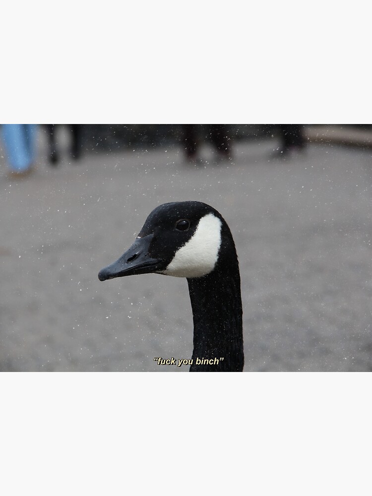 "angry goose" Poster by jnkhm | Redbubble