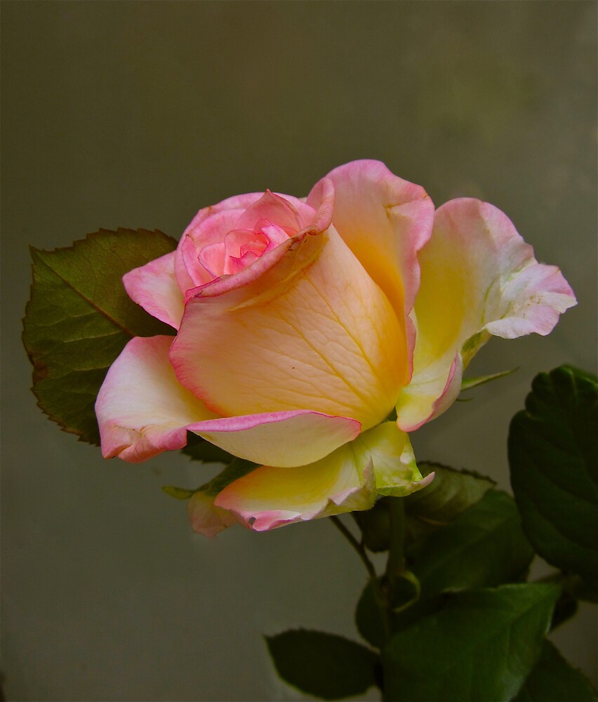 ""Green with Pink Rose"" by AlexandraZloto | Redbubble