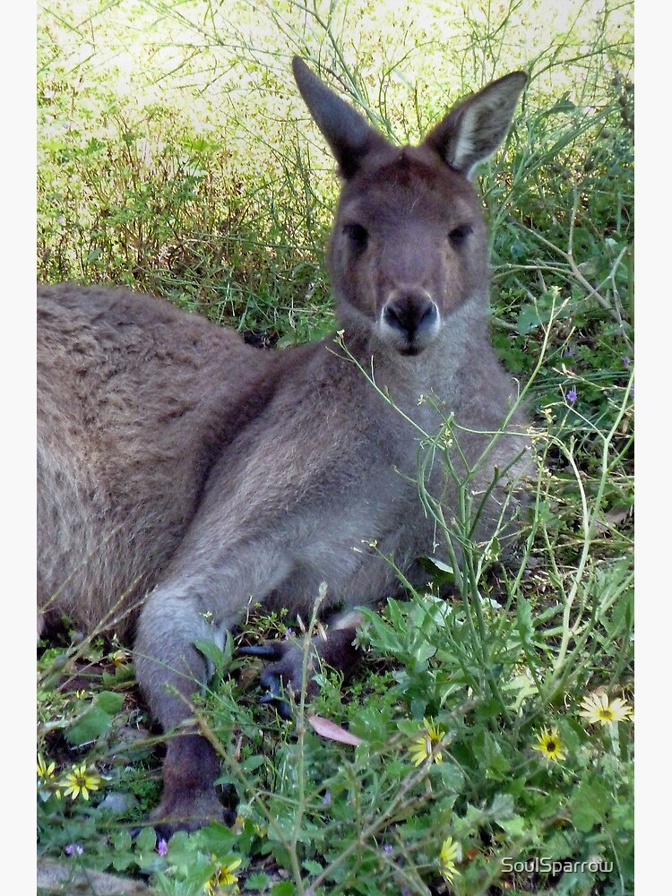 "Skippy the bush kangaroo" Poster by SoulSparrow | Redbubble