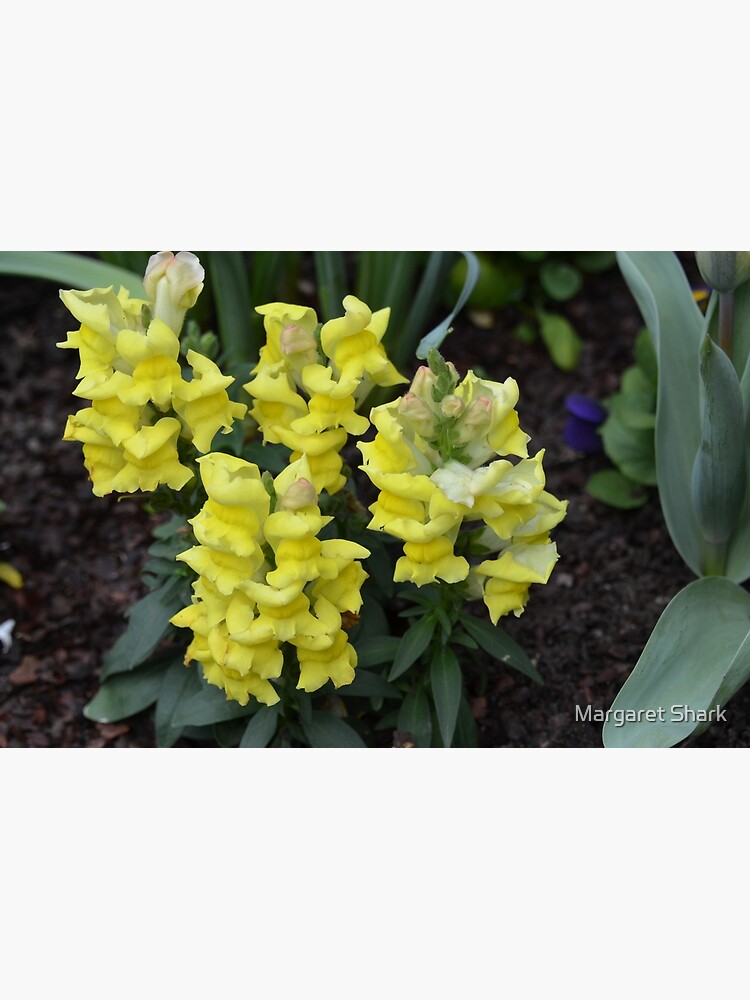 "Snapdragons snapping " Poster for Sale by mshark | Redbubble