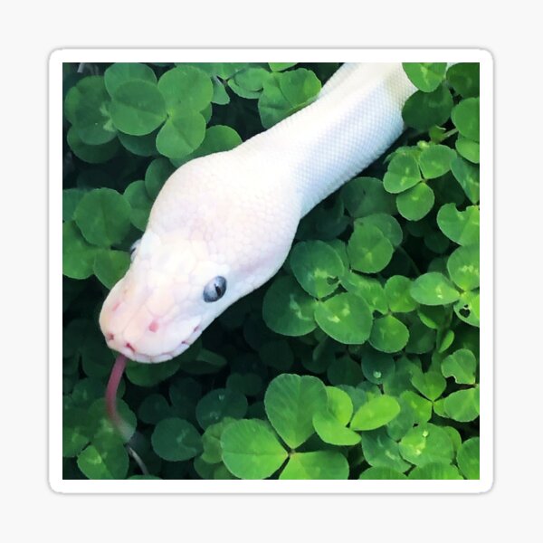 "Lucky clover snake" Sticker for Sale by dragongirl222 | Redbubble