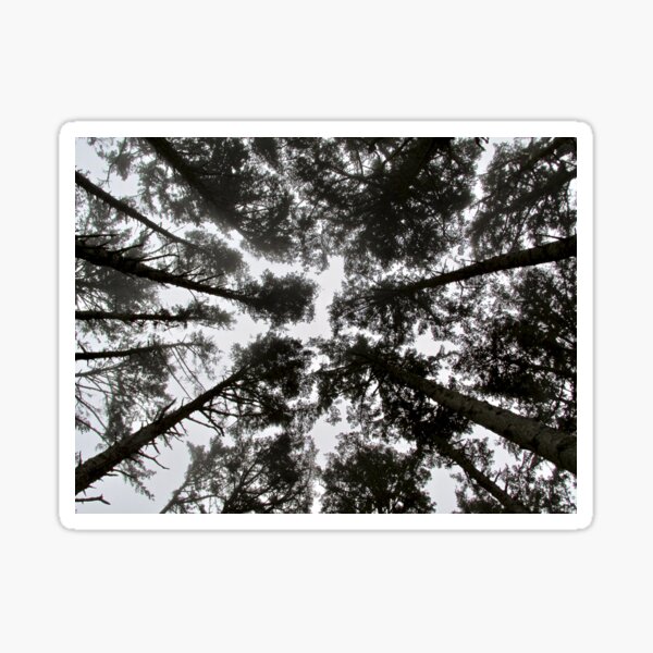 "Tall Timber!" Sticker for Sale by Patman61 | Redbubble