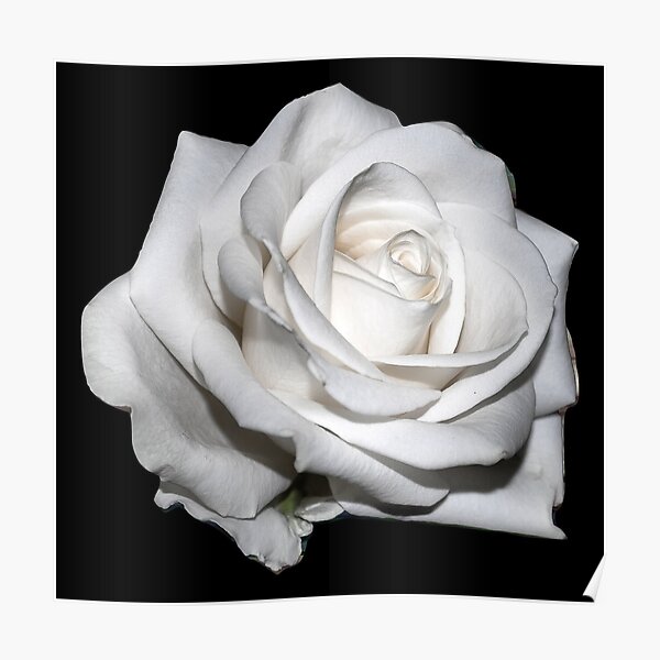 "White Rose " Poster for Sale by SuzyCue | Redbubble