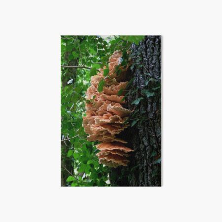 "Tree Fungus" Art Board Print by Baynanno1 | Redbubble