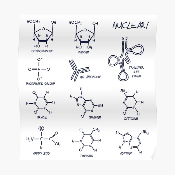 "Nucleic Acid and Protein Structures" Poster for Sale by squidego ...