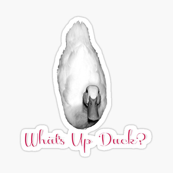 "What's Up Duck" Sticker for Sale by stormchaser7 | Redbubble