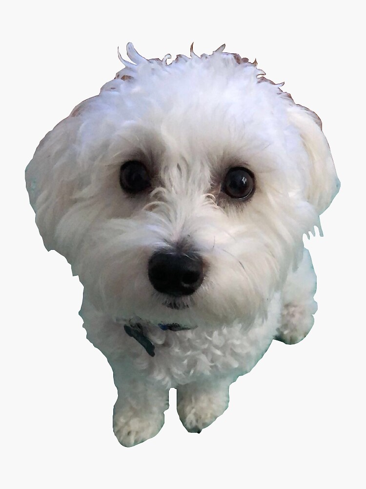 "lil elle" Sticker by jordy-p | Redbubble