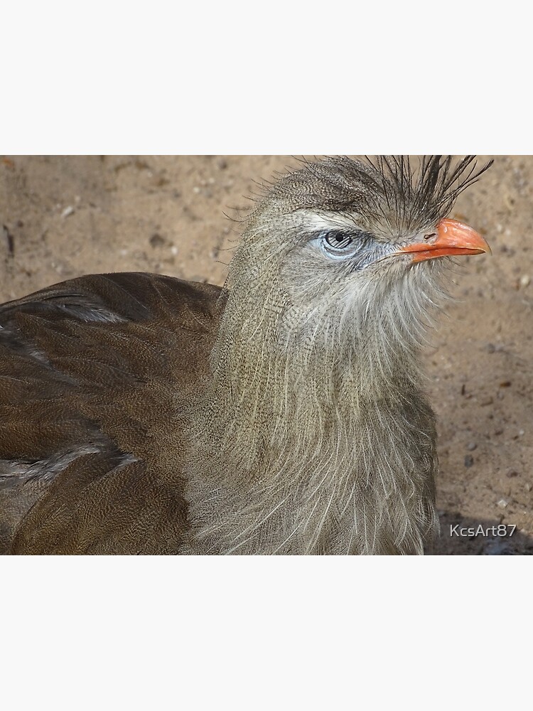 "Seriema" Poster by KcsArt87 | Redbubble