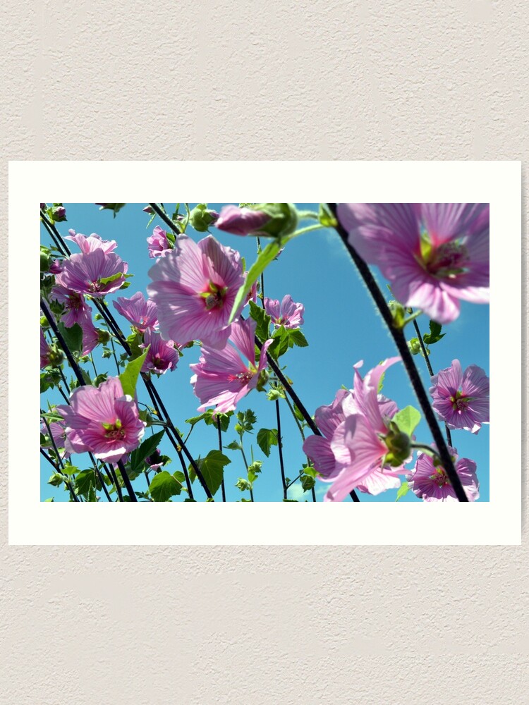 "Tree Mallow (Lavatera arborea)" Art Print by djmantle | Redbubble
