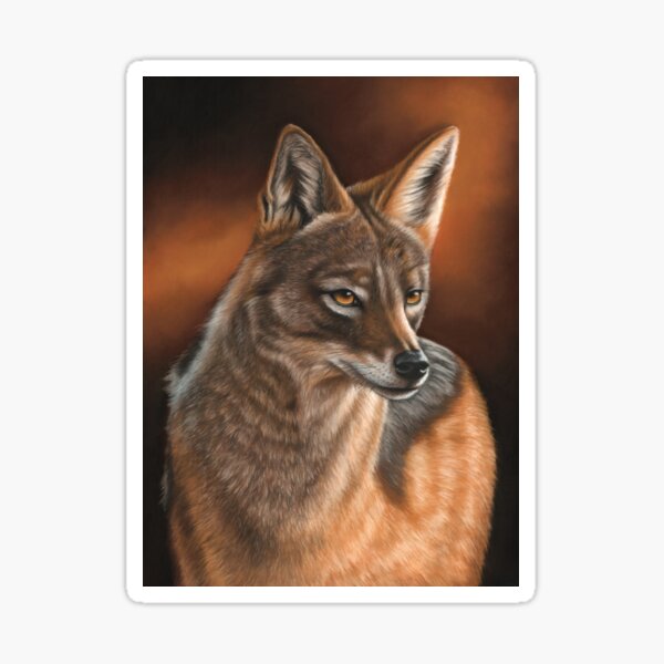 "Wildlife Artwork of a Jackal" Sticker by richardmacwee | Redbubble