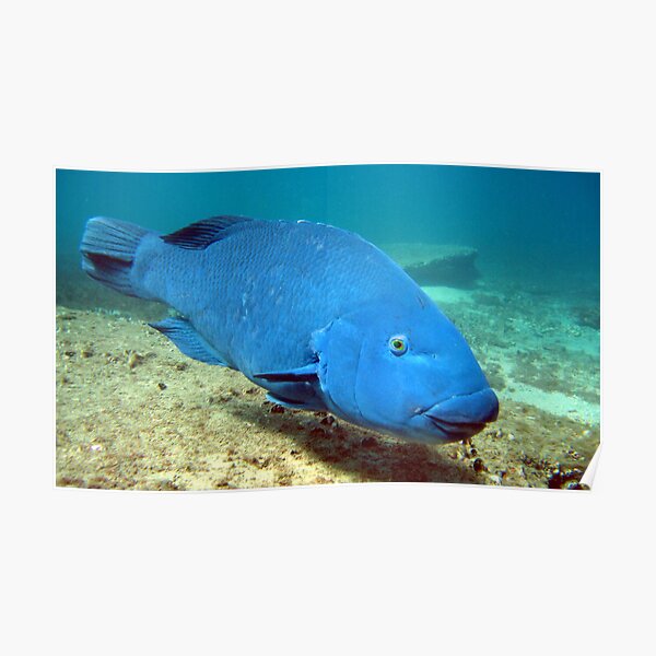 "BLUE GROPER" Poster by springs | Redbubble