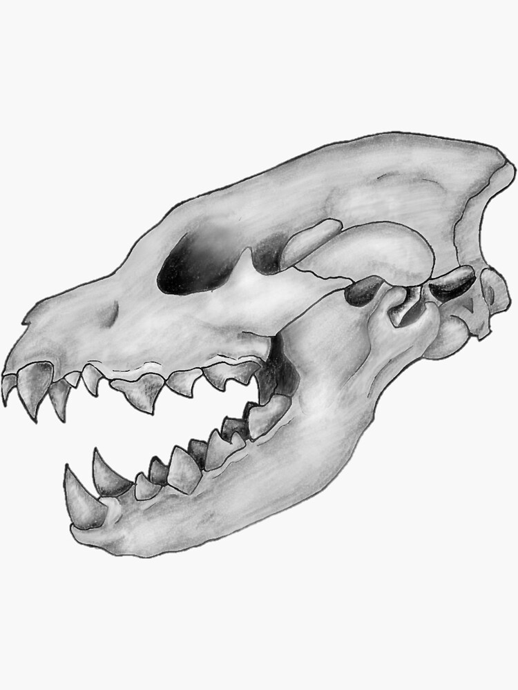 "Hyena Skull" Sticker by taylorrowan | Redbubble