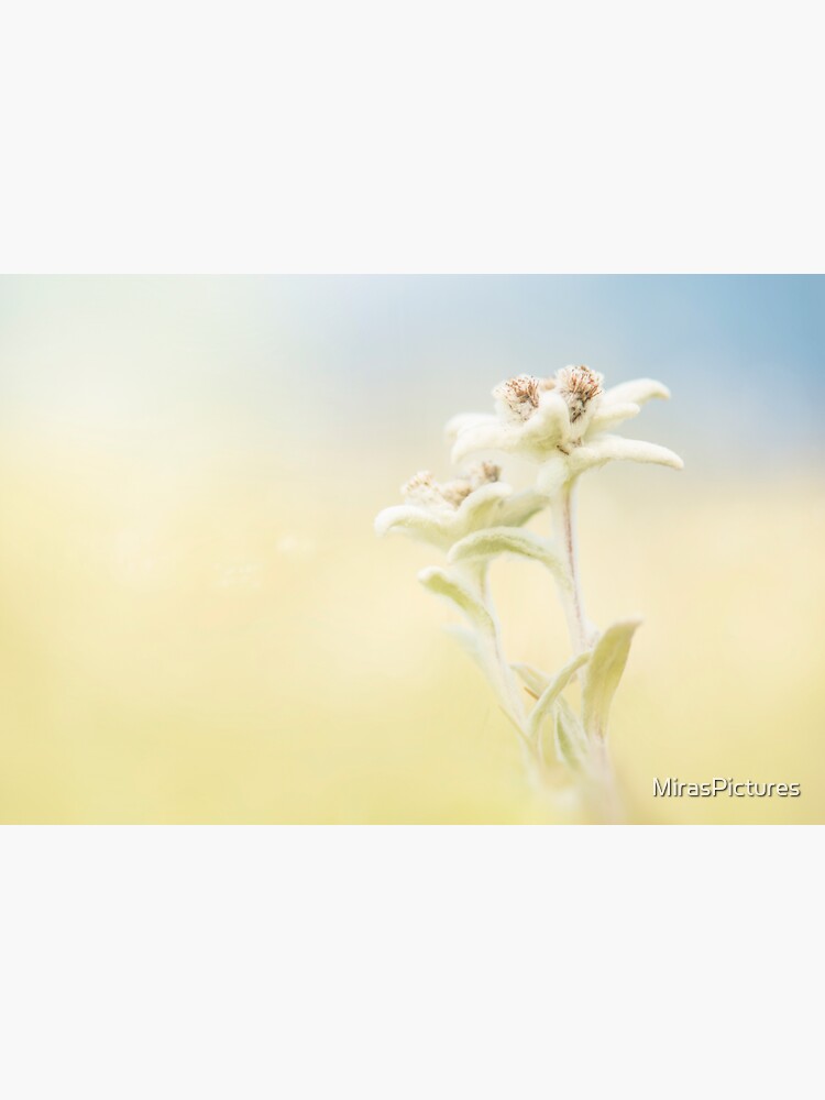 "Edelweiss" Sticker by MirasPictures | Redbubble