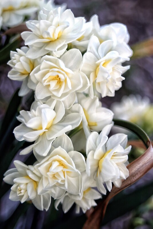 "Tuber Roses" by Carolyn Fletcher | Redbubble