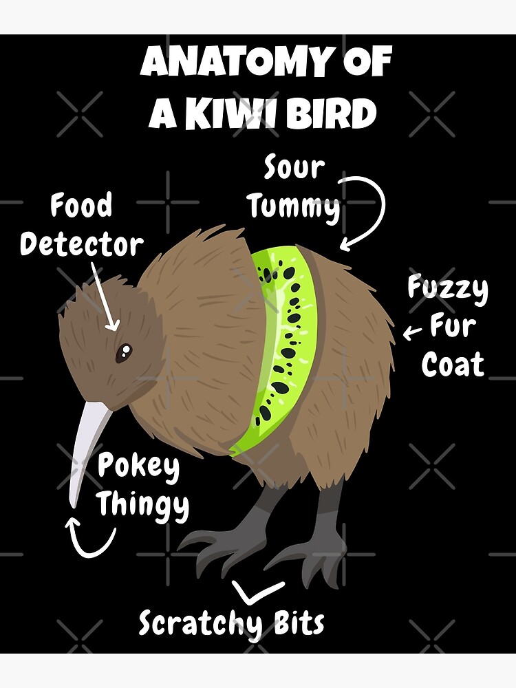 "Anatomy Of A Kiwi Bird " Photographic Print for Sale by fatamyfan1 ...