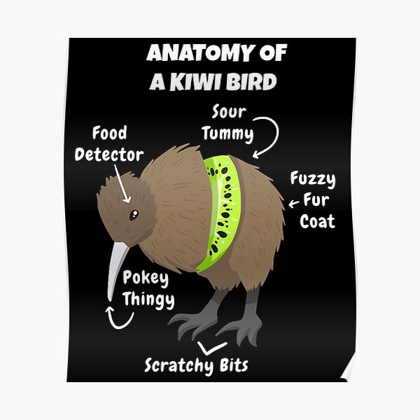 "Anatomy Of A Kiwi Bird " Poster by fatamyfan1 | Redbubble