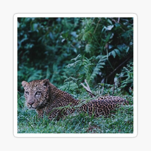 "The wild" Sticker for Sale by Dorcas89 | Redbubble