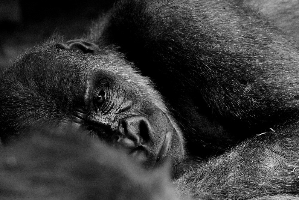 "Now I Lay Me Down" by David Bledsoe | Redbubble