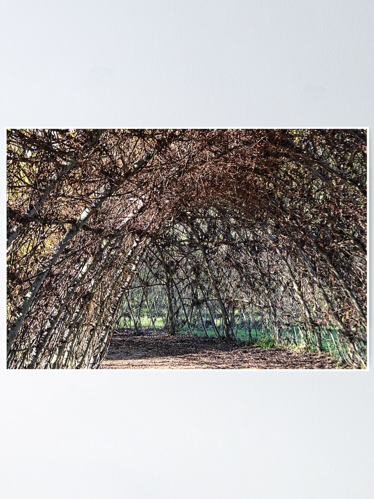 "Giant Willow Maze At Abbotsbury Swannery, Dorset" Poster by lynn45 ...
