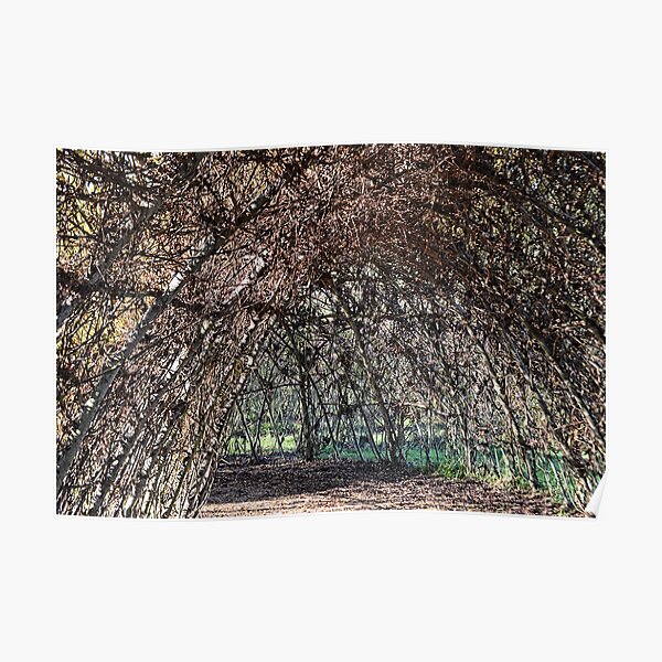 "Giant Willow Maze At Abbotsbury Swannery, Dorset" Poster by lynn45 ...