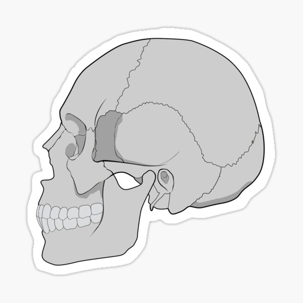 "Human Skull" Sticker for Sale by morgankorzik | Redbubble