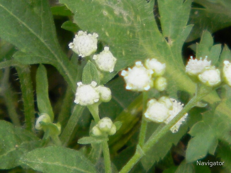 "False Ragweed, Santa Maria, Feverfew" by Navigator | Redbubble
