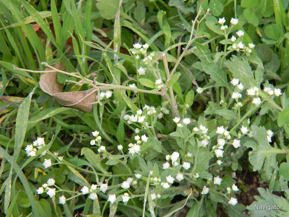 "False Ragweed Plant" by Navigator | Redbubble
