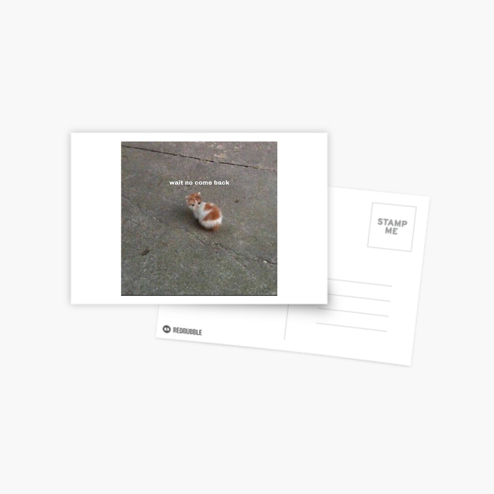 "wait no come back cat im angy" Sticker for Sale by km962079 | Redbubble