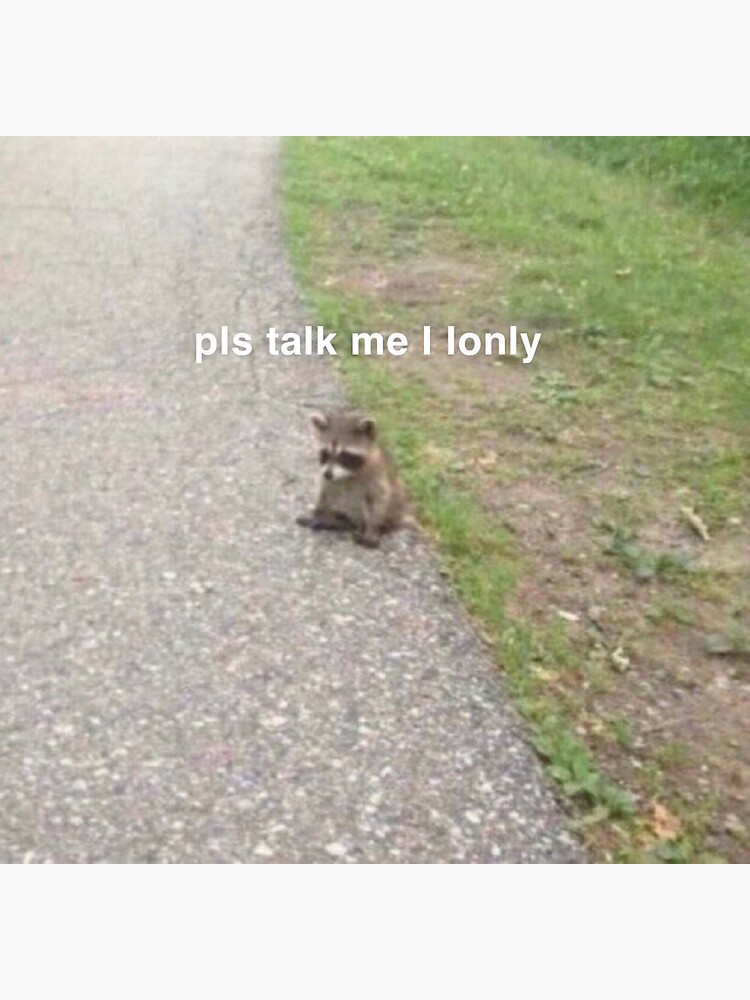 "pls talk me i lonly racoon" Sticker for Sale by km962079 | Redbubble