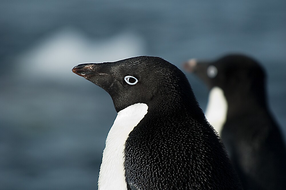 "Adelie Penguin Side View" by Crispel | Redbubble