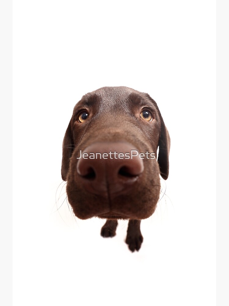 "Fisheye Chocolate Labrador Puppy" Poster for Sale by JeanettesPets ...