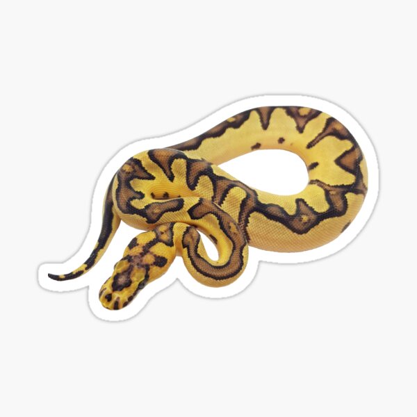 "Ball python morph sticker - fire clown" Sticker by BDesignerMorphs ...