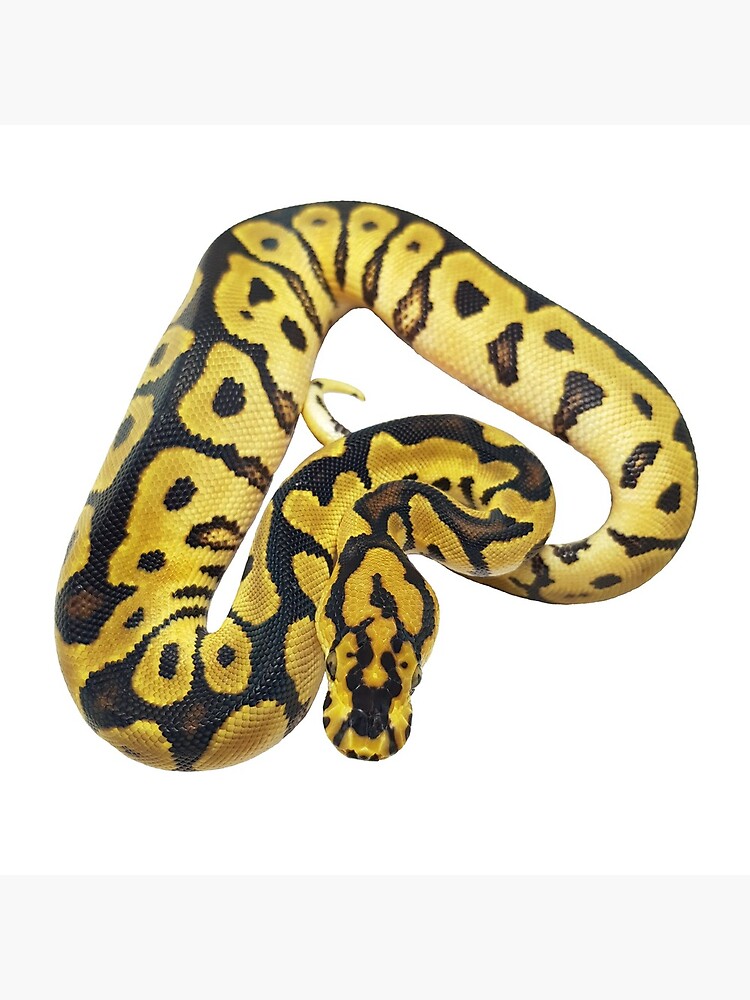 "Ball python morph sticker - Spotnose Clown" Poster for Sale by ...