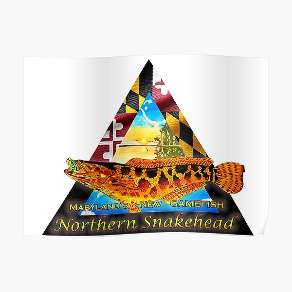 "Snakehead: Maryland's New Gamefish" Poster by KambotroutFish | Redbubble