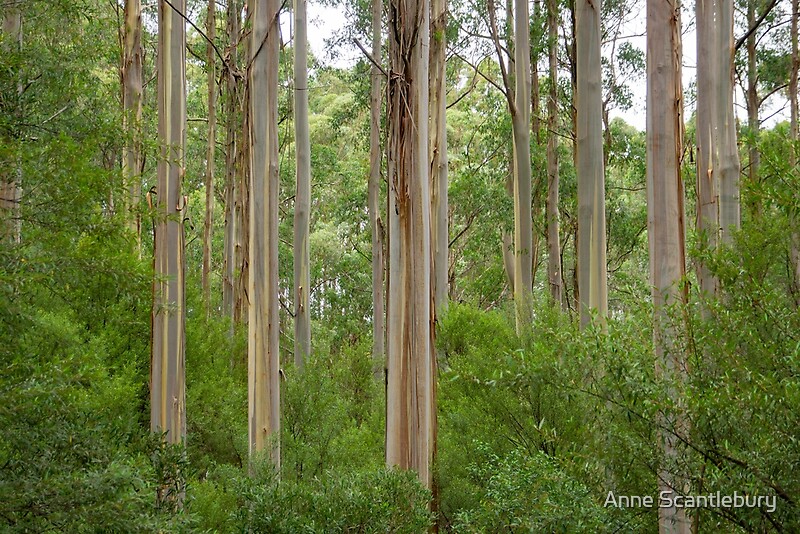"Many tall gum trees in Otway National Park." by Anne Scantlebury ...