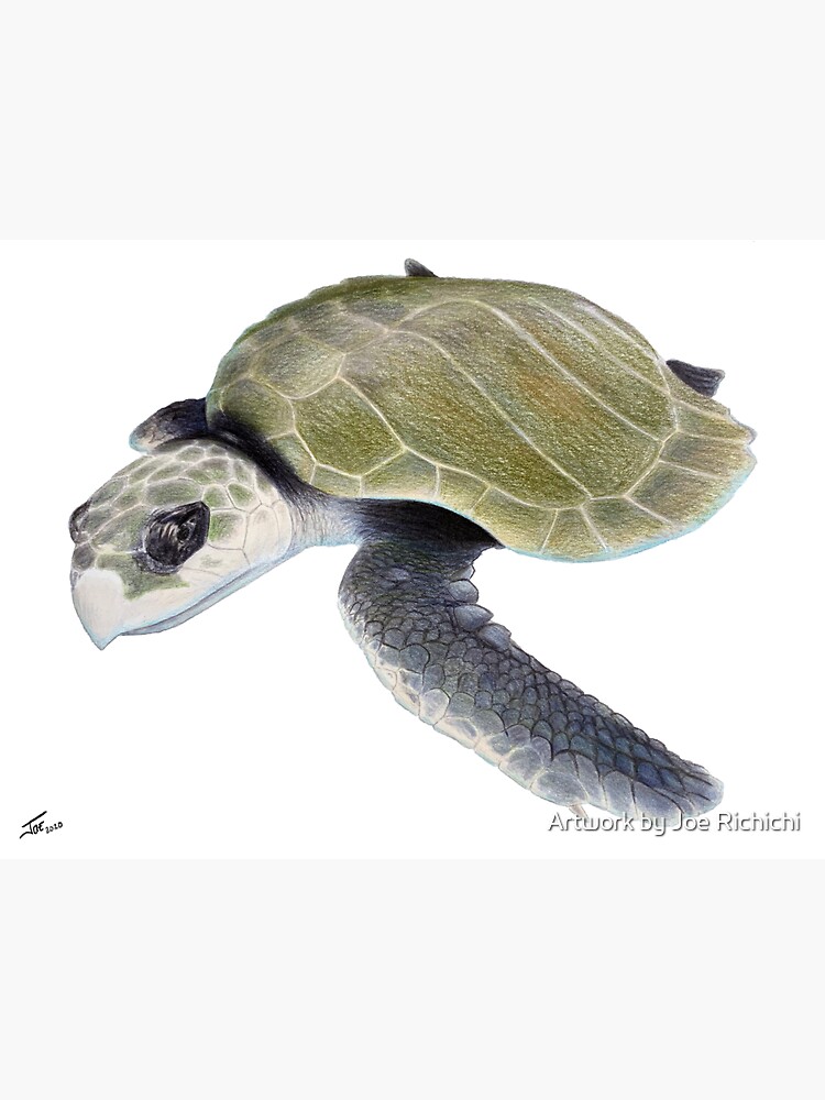 "Kemps Ridley Sea Turtle" Sticker for Sale by Artworkbyjoe | Redbubble