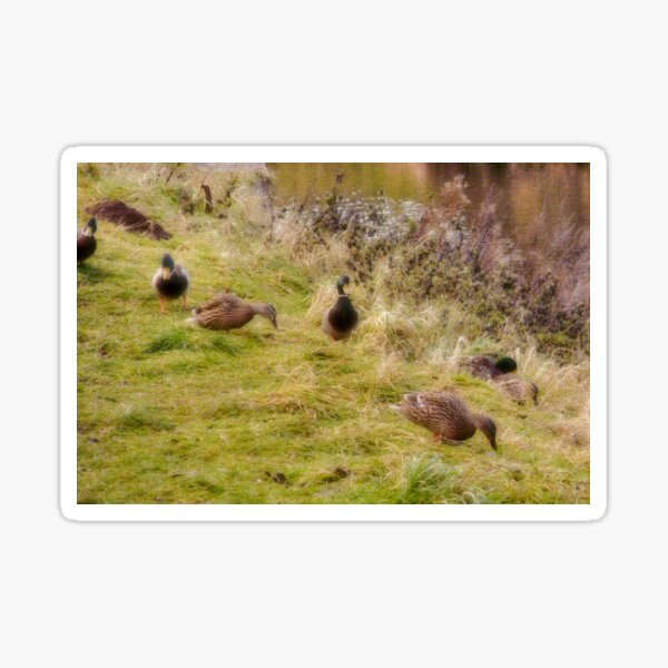 Fowl Play Stickers | Redbubble