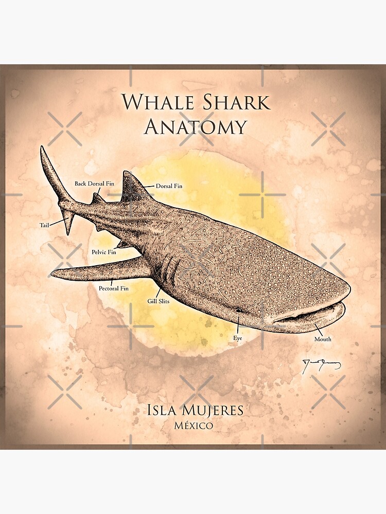 "Whale shark anatomy" Poster by Davidrlp | Redbubble