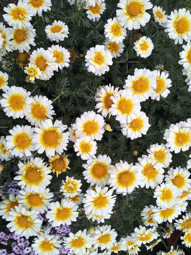 "Lovely Bed of Flowers in Unity and Peace" Poster for Sale by ...