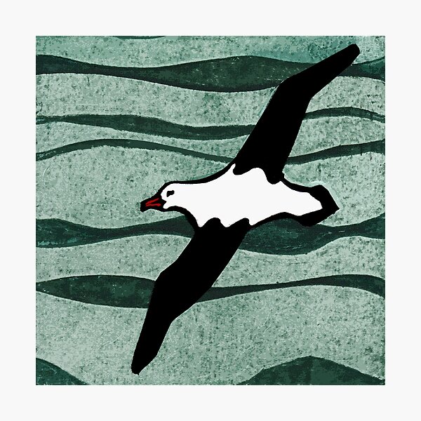 "The Royal Albatross - Patsy Bush Australia" Photographic Print for ...