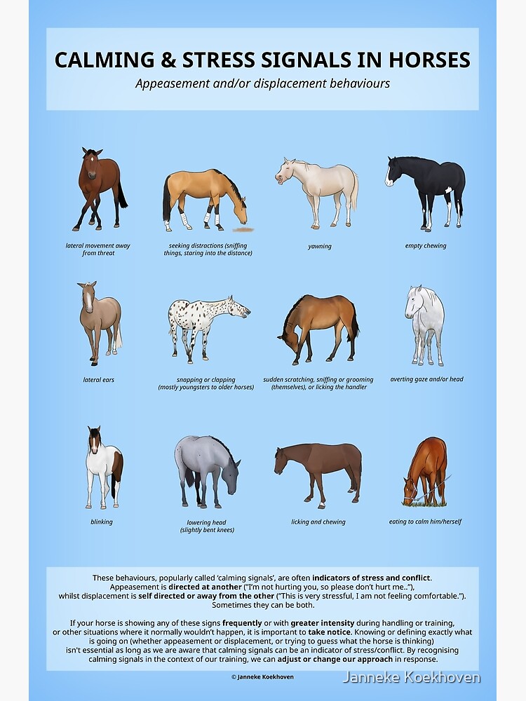 Calming & Stress Signals In Horses Premium Matte Vertical Poster ...