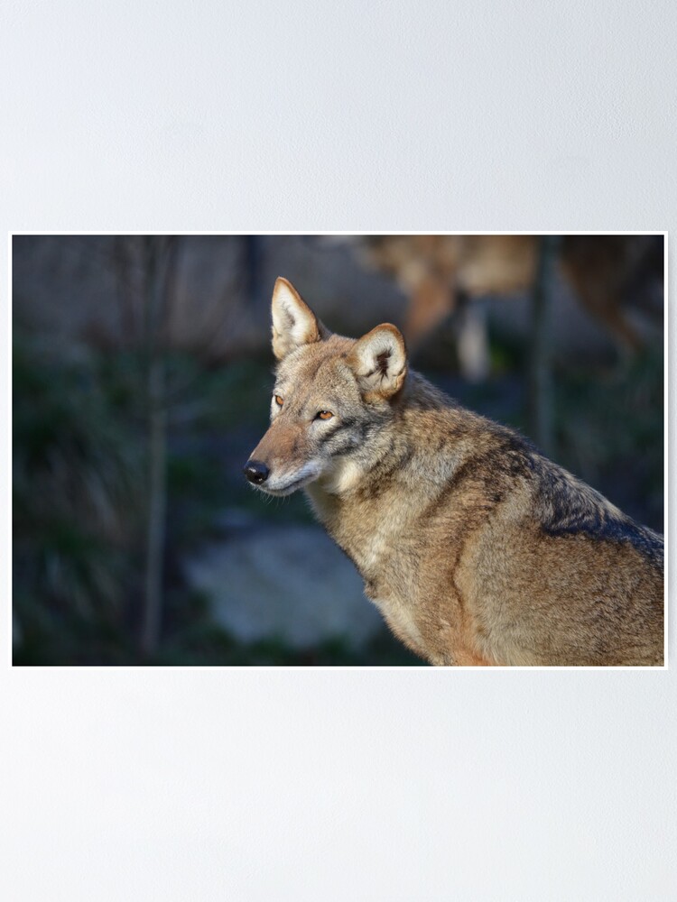 "Red Wolf" Poster for Sale by sketchpoet | Redbubble