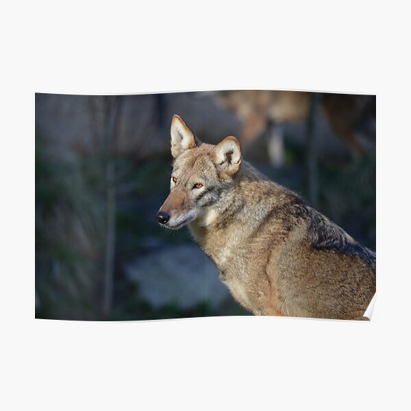 "Red Wolf" Poster for Sale by sketchpoet | Redbubble