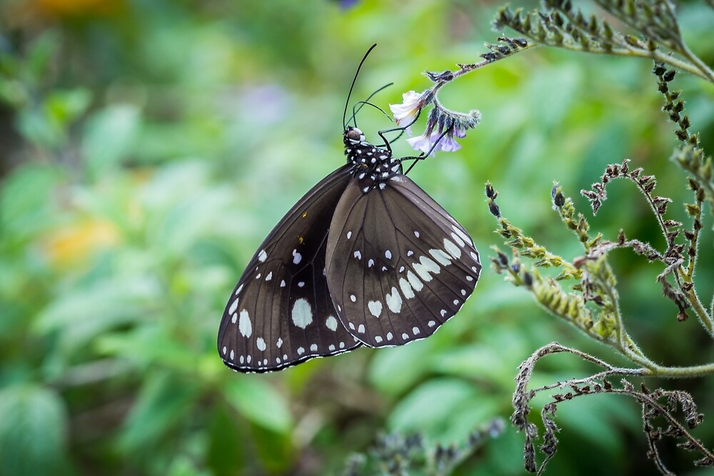 "Flutterby" by Keith G. Hawley | Redbubble