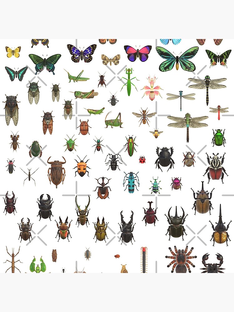 "BUGS N’ STUFF Critterpedia Vollständige Taxonomie" Dekokissen von ...