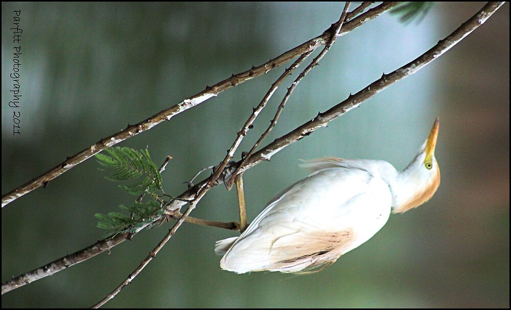 "Egret, perched!" by Greg Parfitt | Redbubble